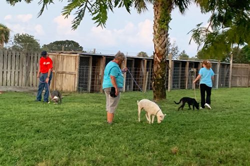 HALO No-Kill Rescue Shelter Saves 83 Dogs from Grand Bahama – Sebastian ...