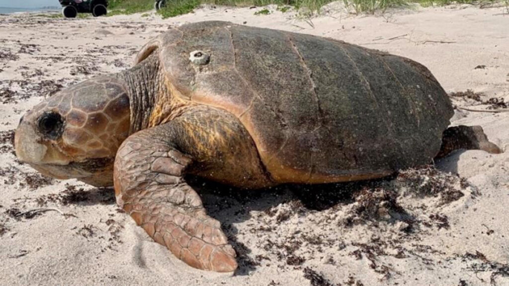 Adult Sea Turtle Beach Red Tide Was Too Late To Harm Northern Palm