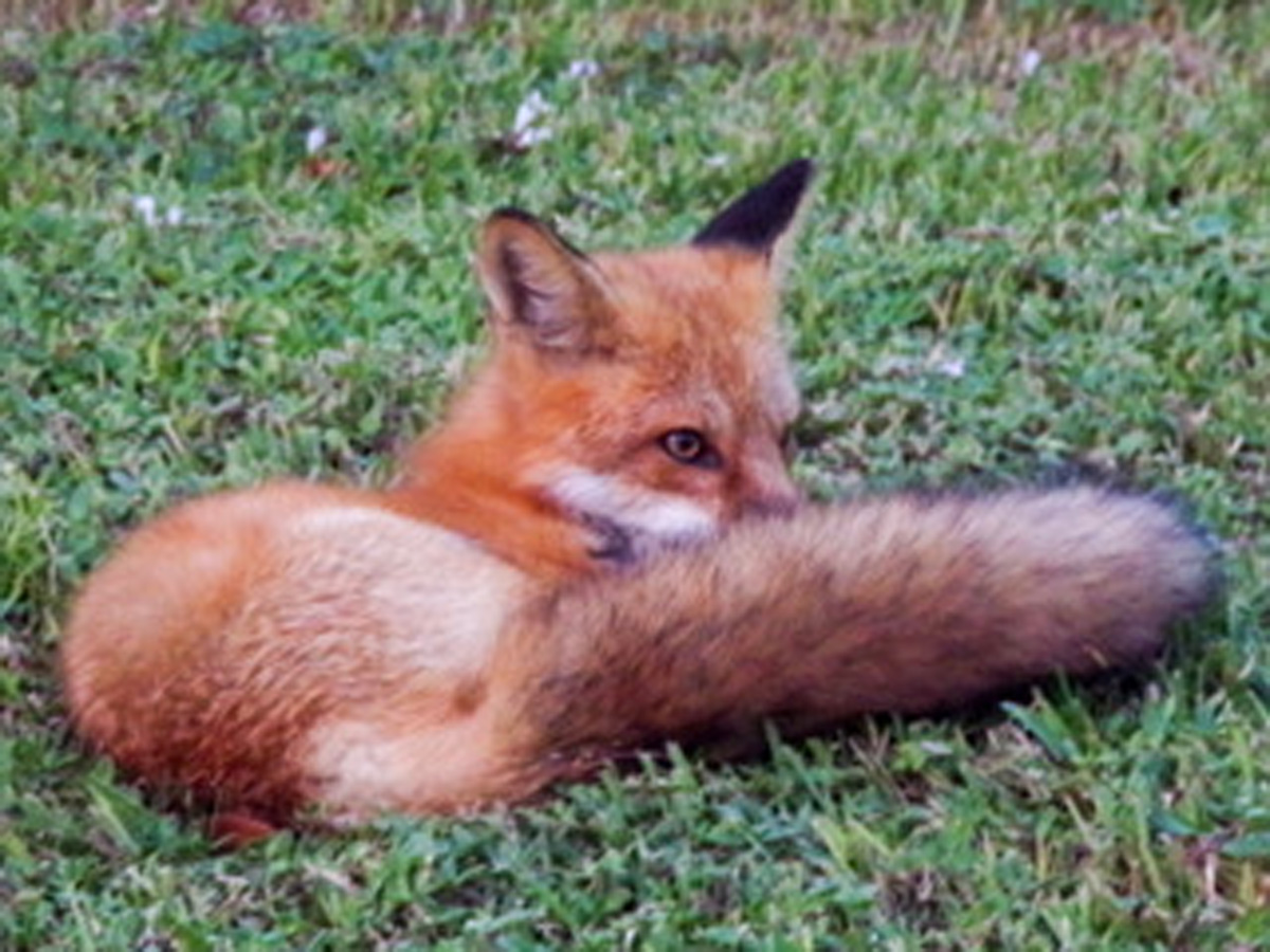 High School Senior Captures Candid Moments of Wild Fox – Sebastian Daily