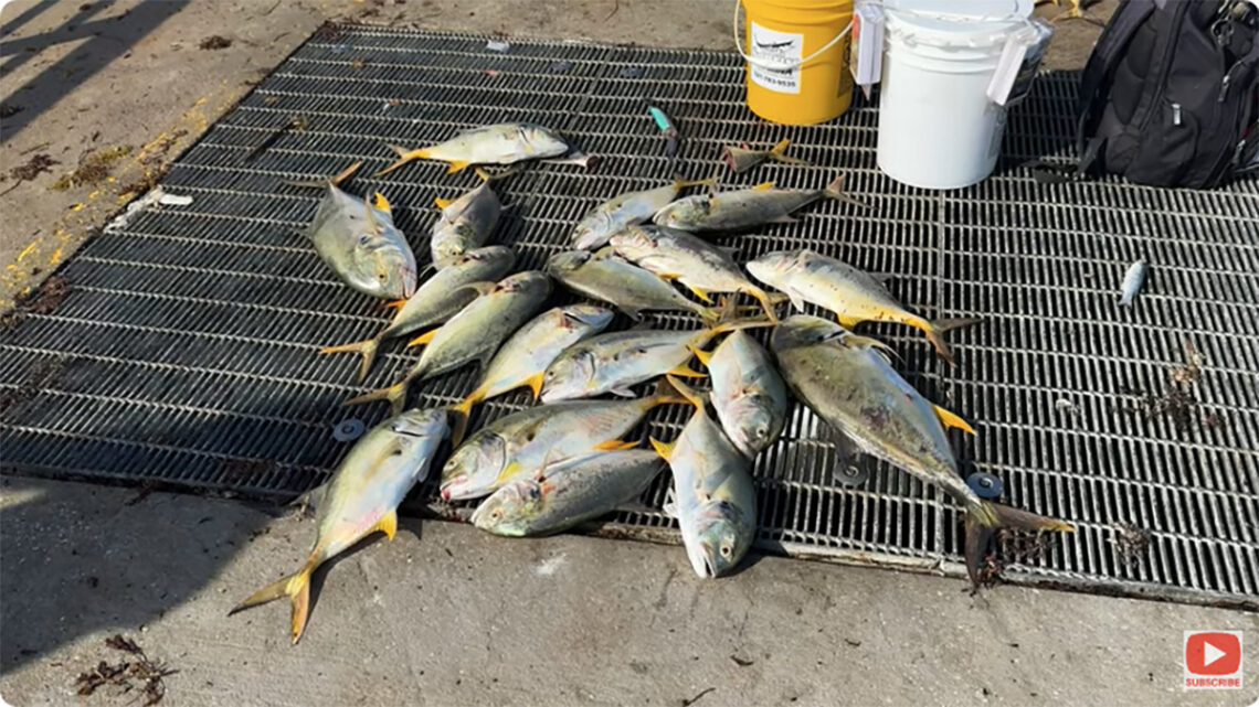 Sebastian Inlet Fishing Report and Tips – Sebastian Daily