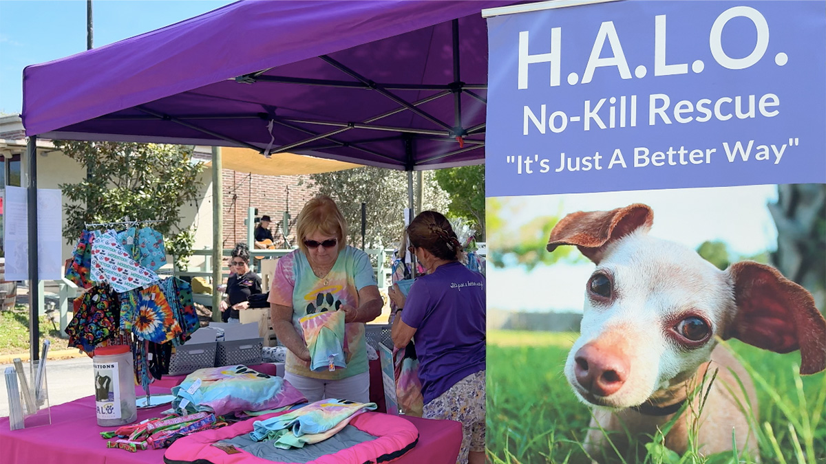 Woofstock 2025 Raises Record-Breaking $50,000 for HALO No-Kill Rescue ...