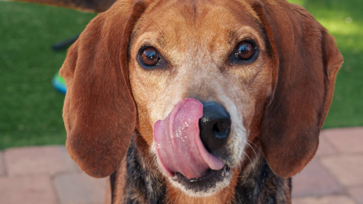 Woofstock 2025: Party with a Purpose for Older Dogs – Sebastian Daily