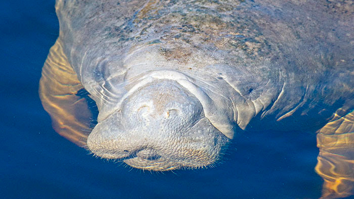 Manatees Are on the Move in Sebastian — Go Slow & Look Out Below ...