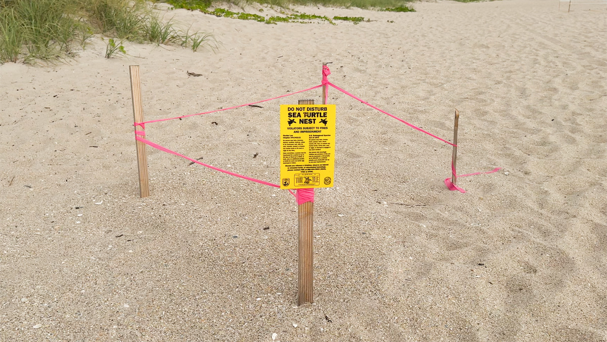 Green sea turtles set nesting record in Florida’s Indian River County ...
