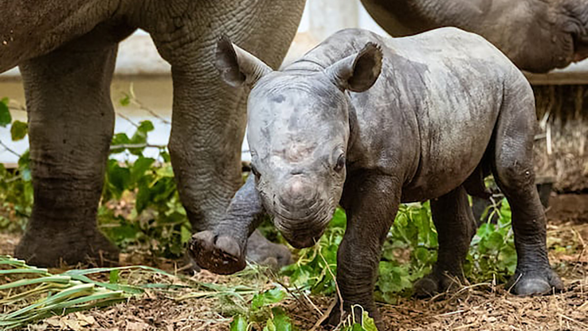 Endangered Baby Rhino Makes Its Debut to the Public at Cleveland Zoo ...