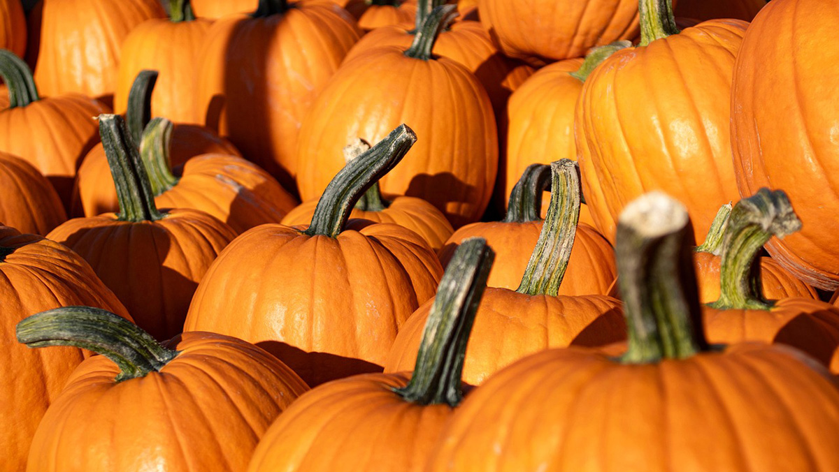 Indian River County Pumpkin Patches: A Guide to Fall Family Fun and ...