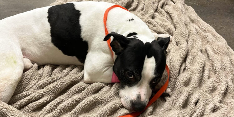 Florida man throws protective dog off balcony while luring teen girl – Sebastian Daily