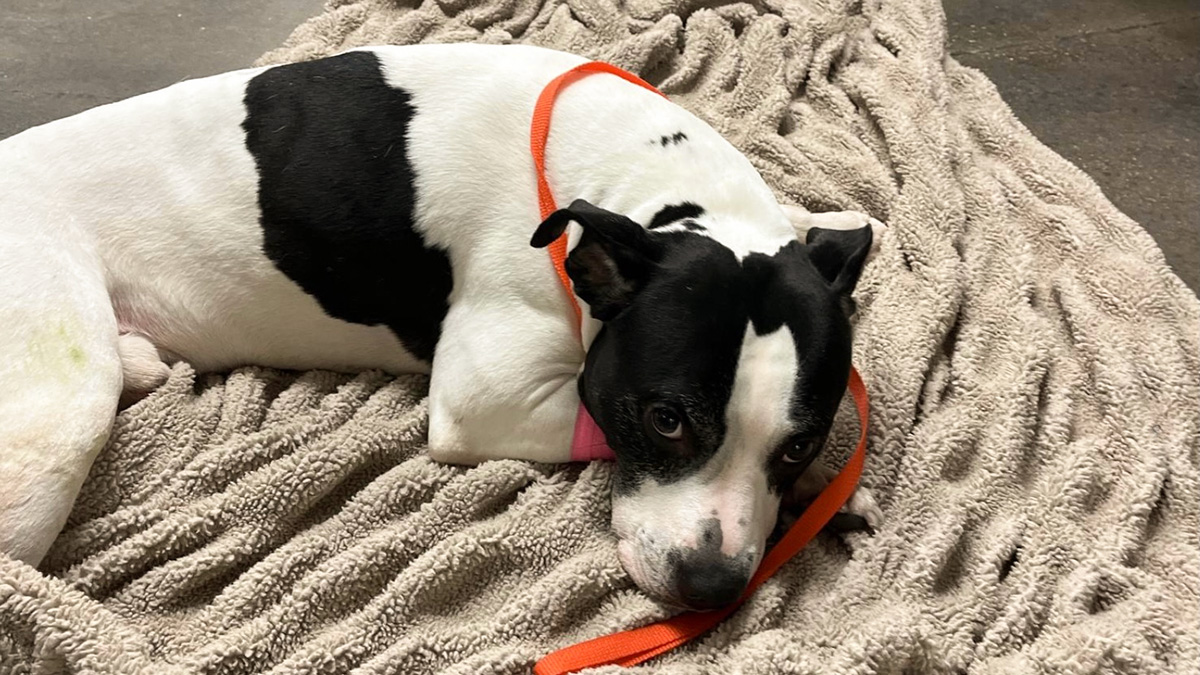 Florida man throws protective dog off balcony while luring teen girl – Sebastian Daily